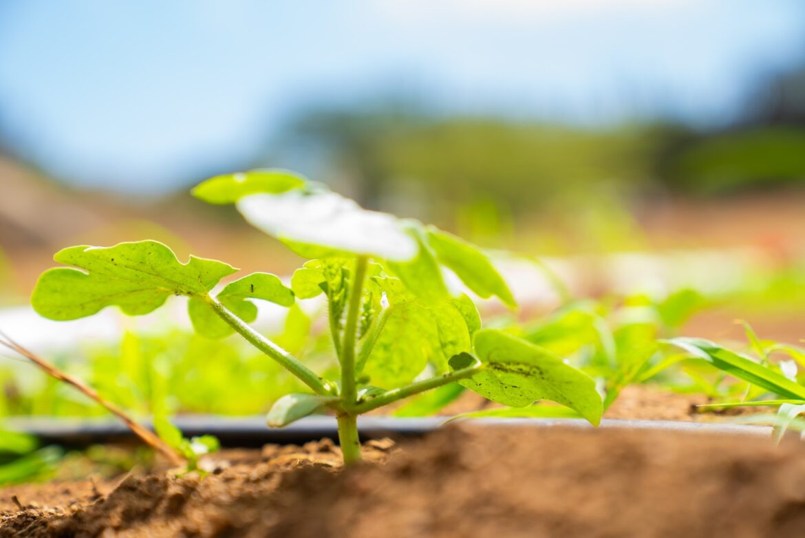 Plantacion di patia y produccion di honing local: Aportando n’un futuro ...